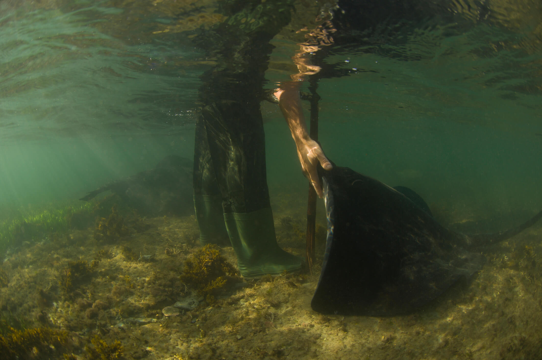 Steve Irwin Stingray Attack: How Did He Die? | WHO