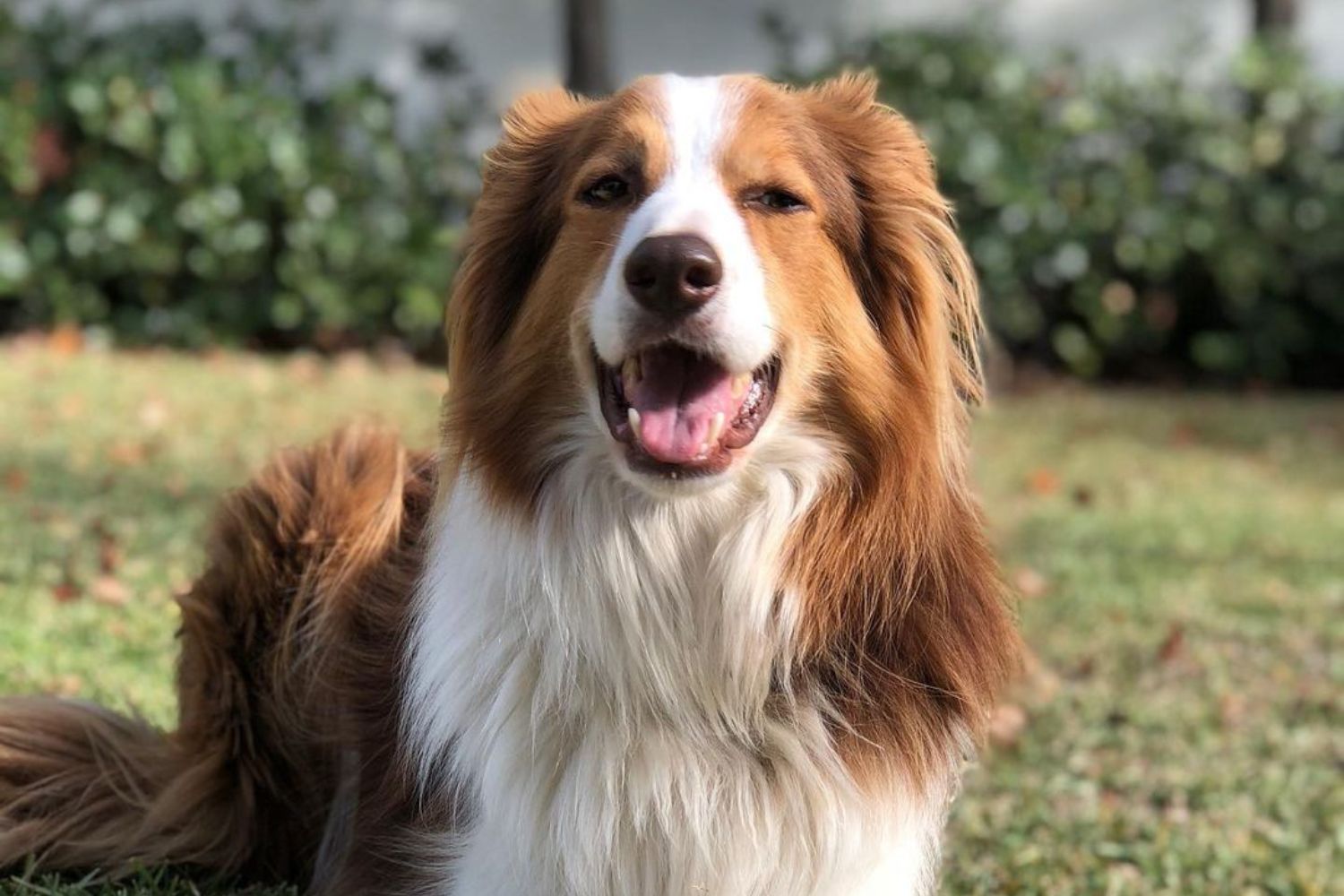 Megan Gale and family pay tribute to beloved family dog | WHO